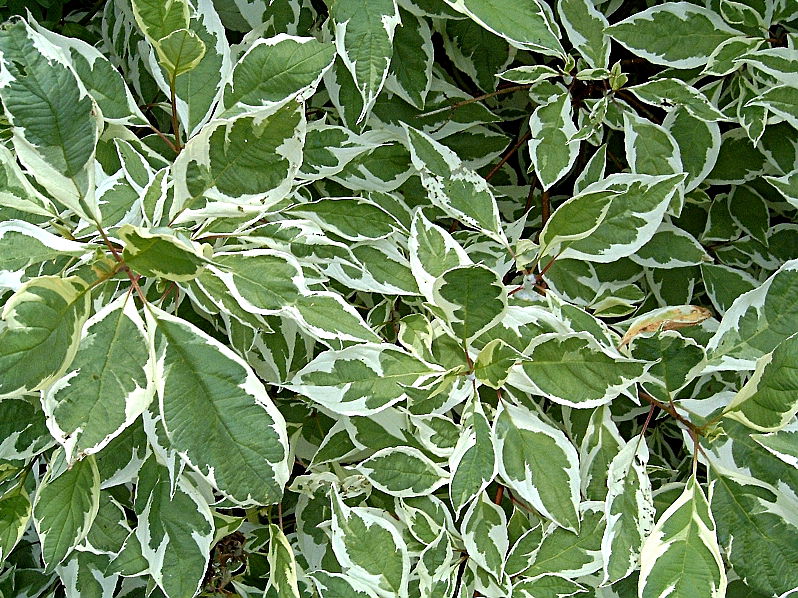 Дерен білий Cornus alba Sibirica variegata | Листяні кущі | Сад твоєї мрії.